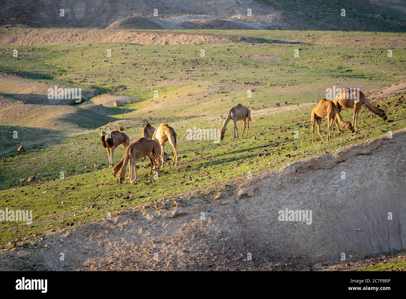 A herd of Dromedary or Arabian Camels (Camelus dromedarius) walking in ...