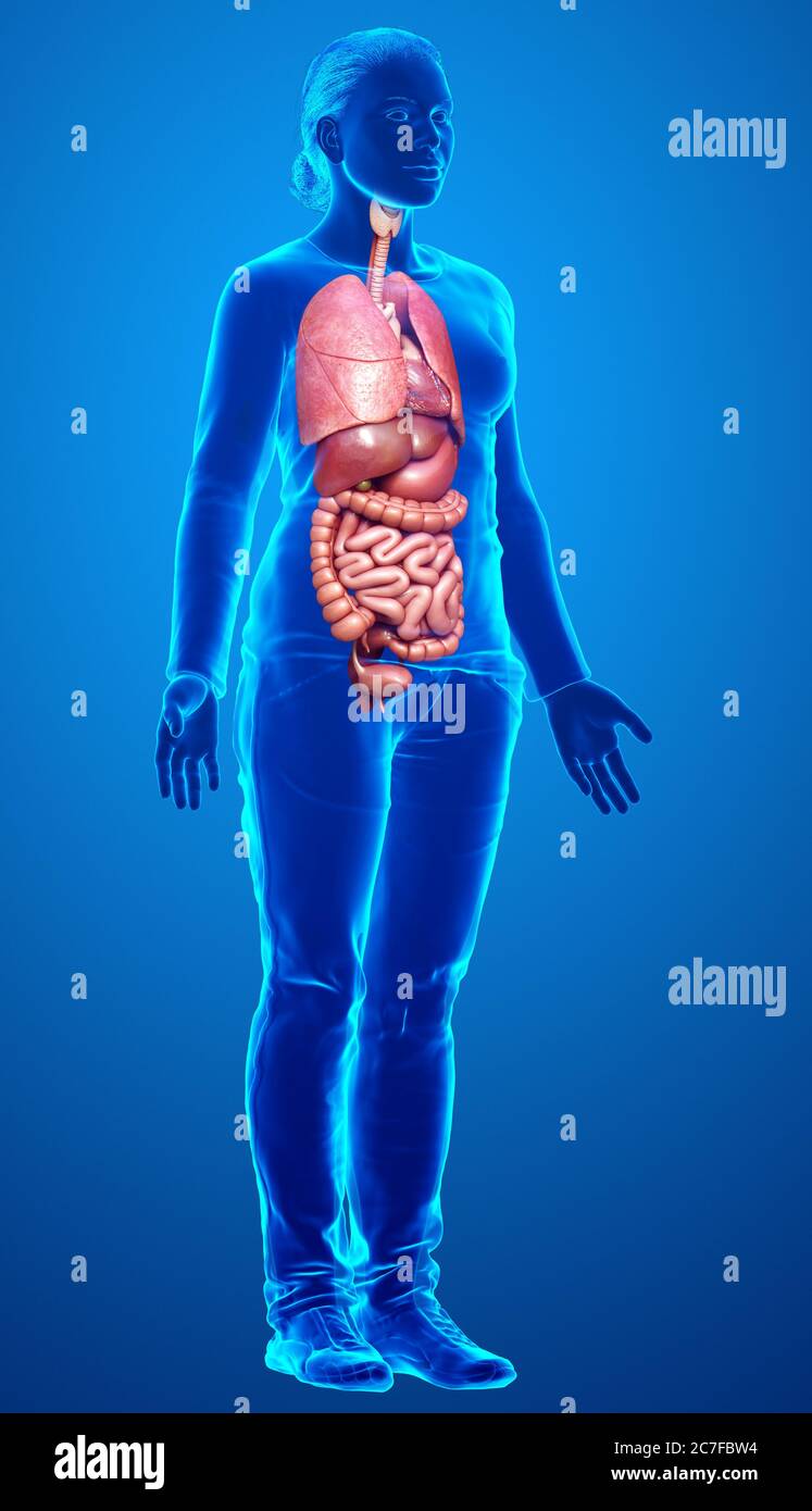 3d rendered medically accurate illustration of female Internal organs ...