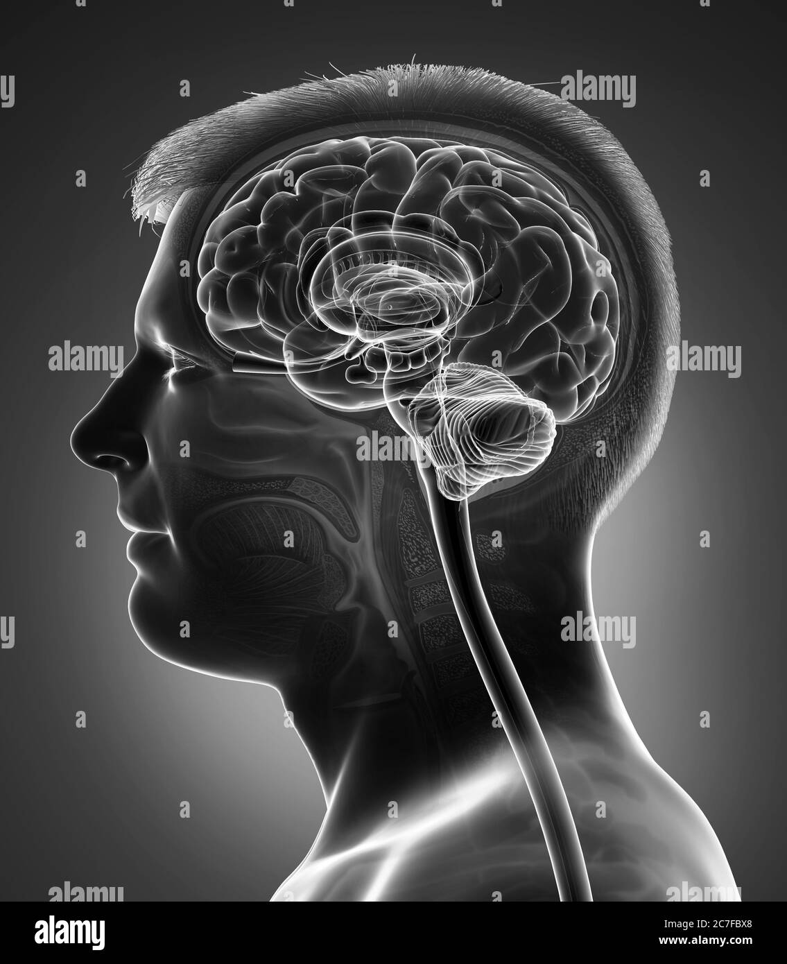 3d rendered medically accurate illustration of a male brain anatomy ...
