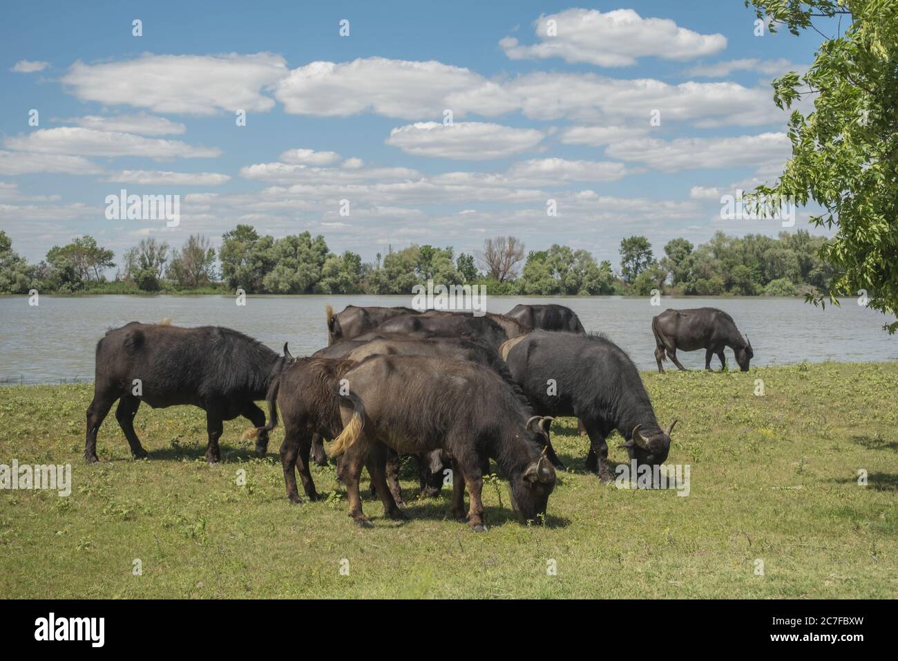 Water buffalo (Bubalis murrensis) on Ermakov island, Ukraine. One year ...