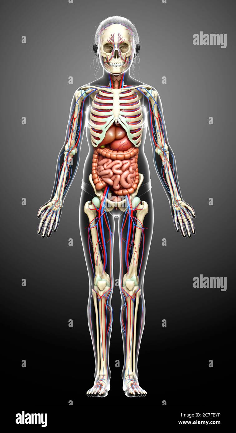 3d rendered medically accurate illustration of girl Internal organs ...