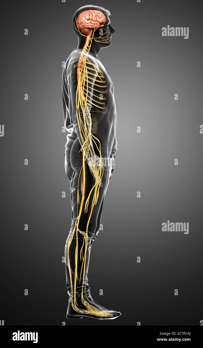 3d rendered medically accurate illustration of a male nervous system ...