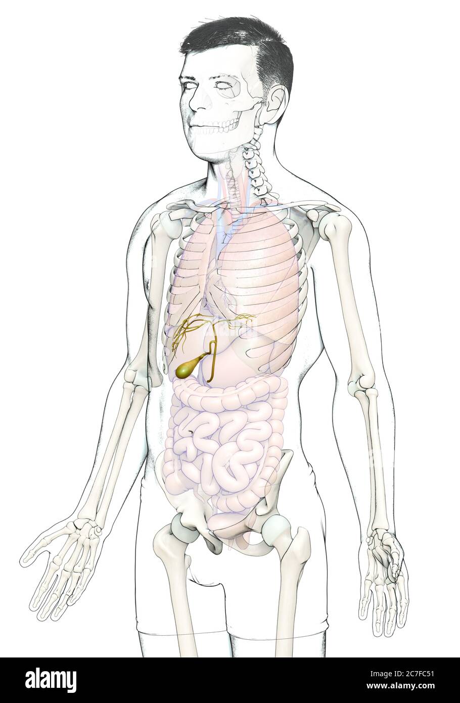 3d rendered medically accurate illustration of male Organs Gallbladder ...