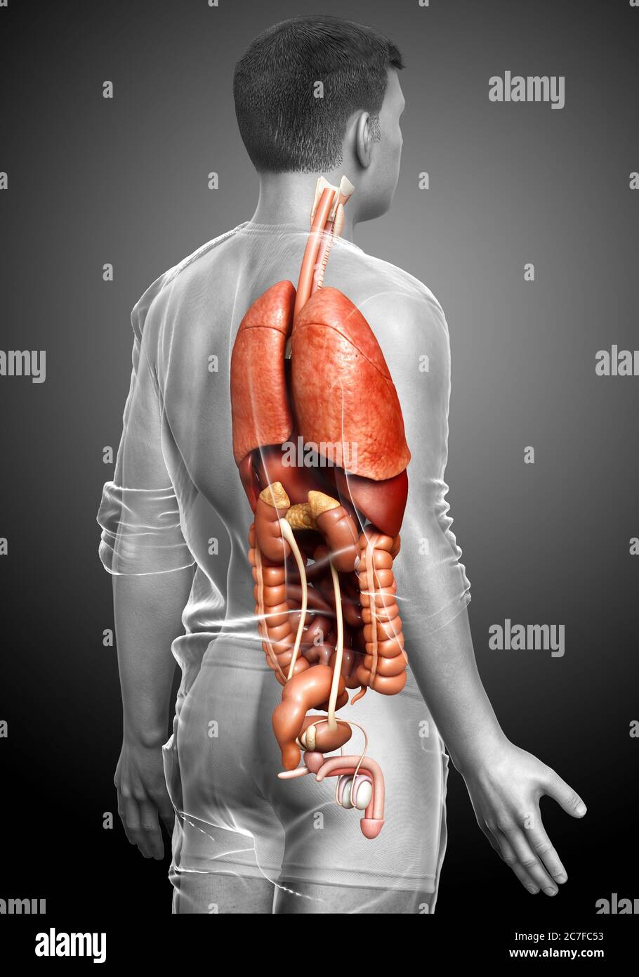 3d rendered medically accurate illustration of male Internal organs ...