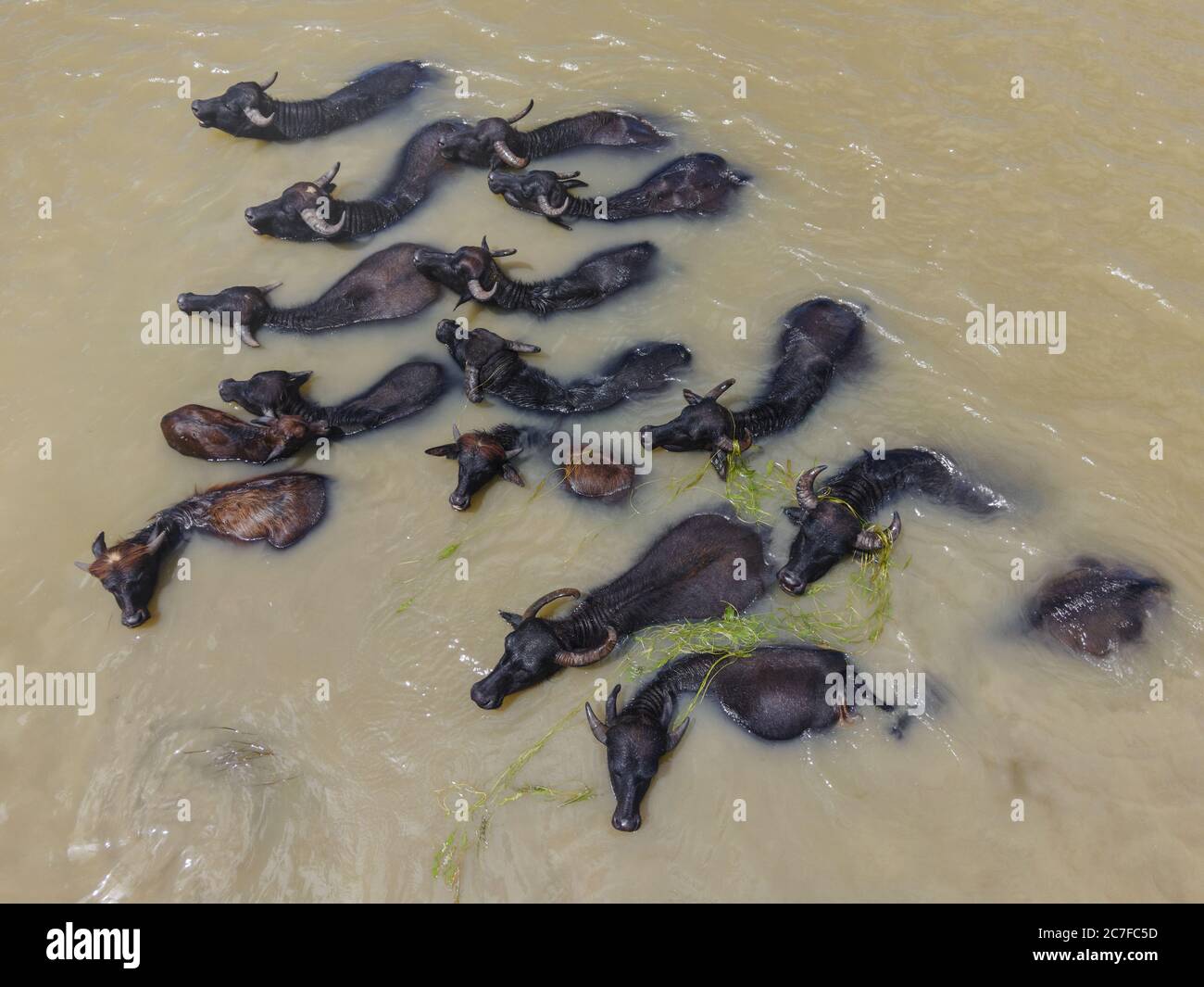 Water buffalo (Bubalis murrensis) on Ermakov island, Ukraine. One year ...