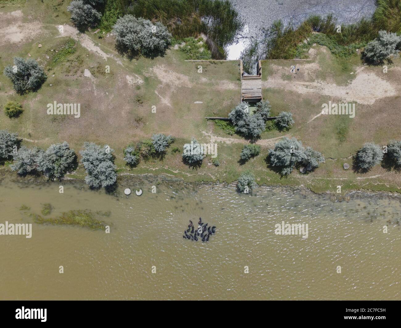 Water buffalo (Bubalis murrensis) on Ermakov island, Ukraine. One year ...