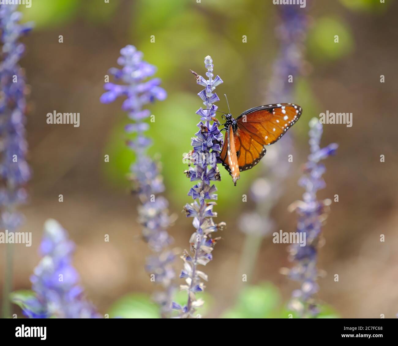 Monarch butterfly on lavender in a garden with flowers and grass on the ...