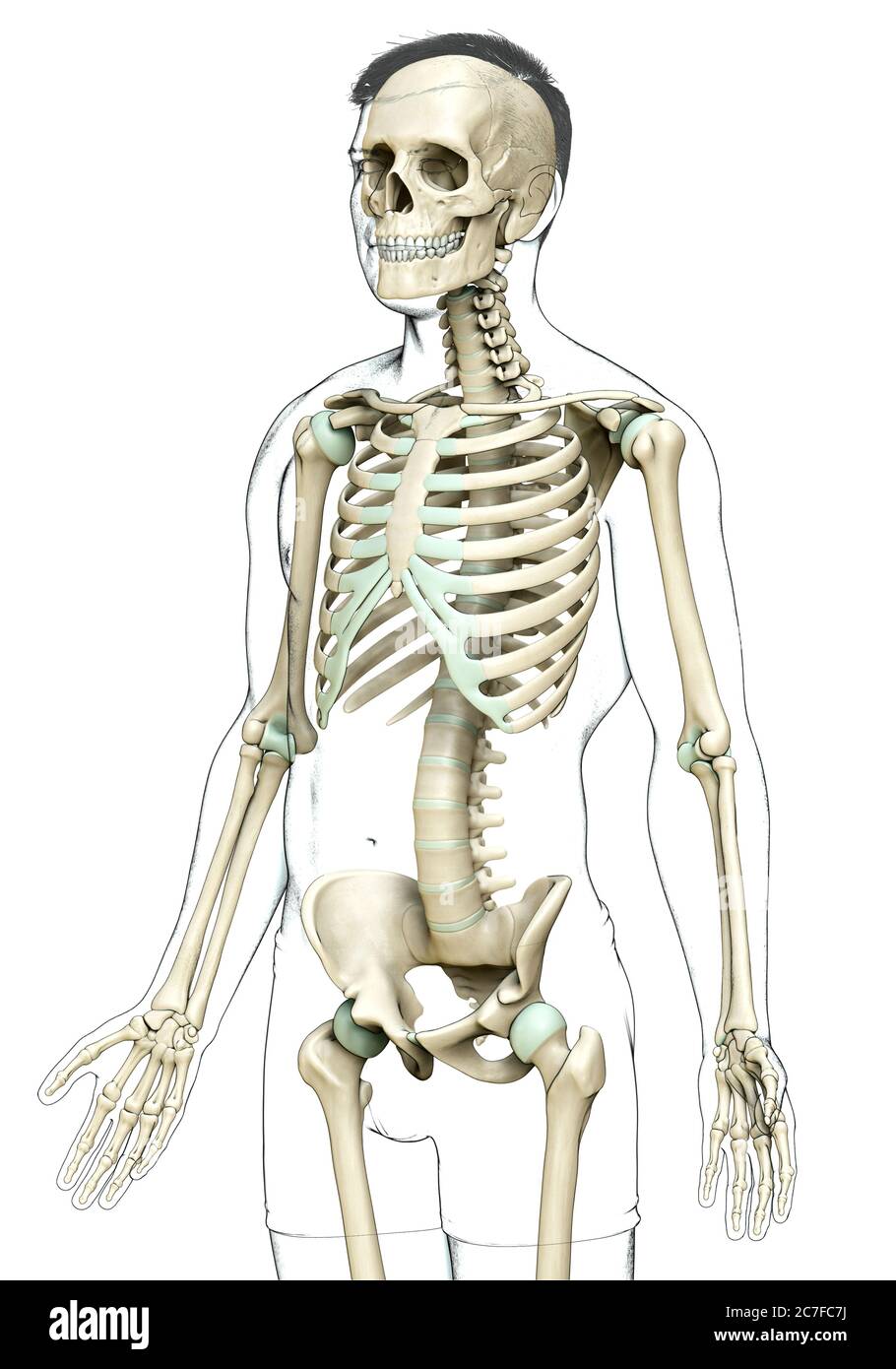 3d rendered, medically accurate illustration of a male skeleton system ...