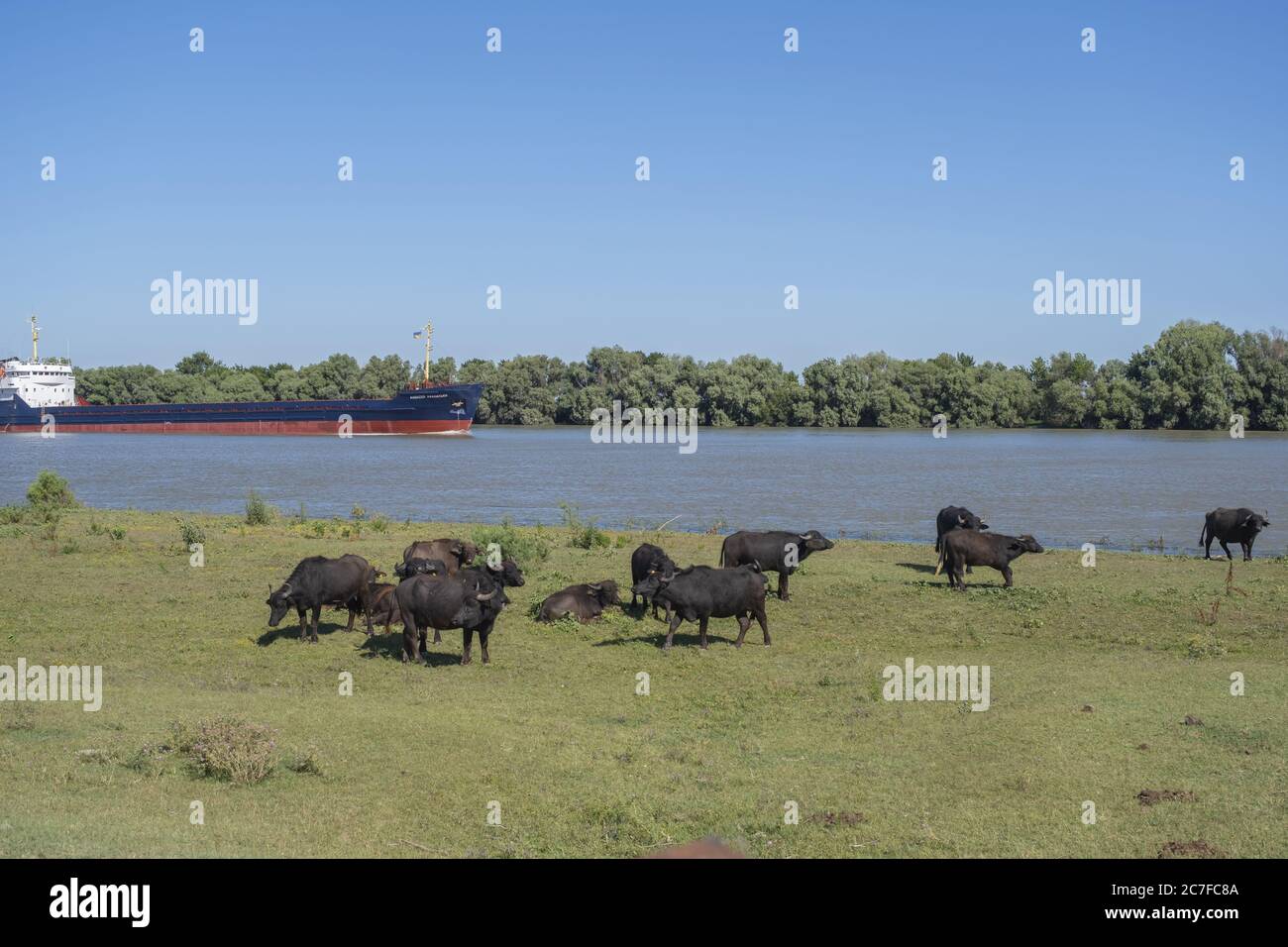 Water buffalo (Bubalis murrensis) on Ermakov island, Ukraine. One year ...
