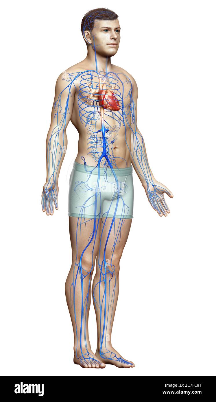 3d rendered medically accurate illustration of a male Veins anatomy ...
