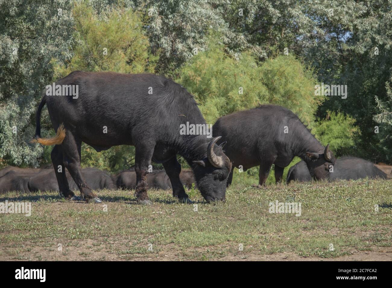 Water buffalo (Bubalis murrensis) on Ermakov island, Ukraine. One year ...