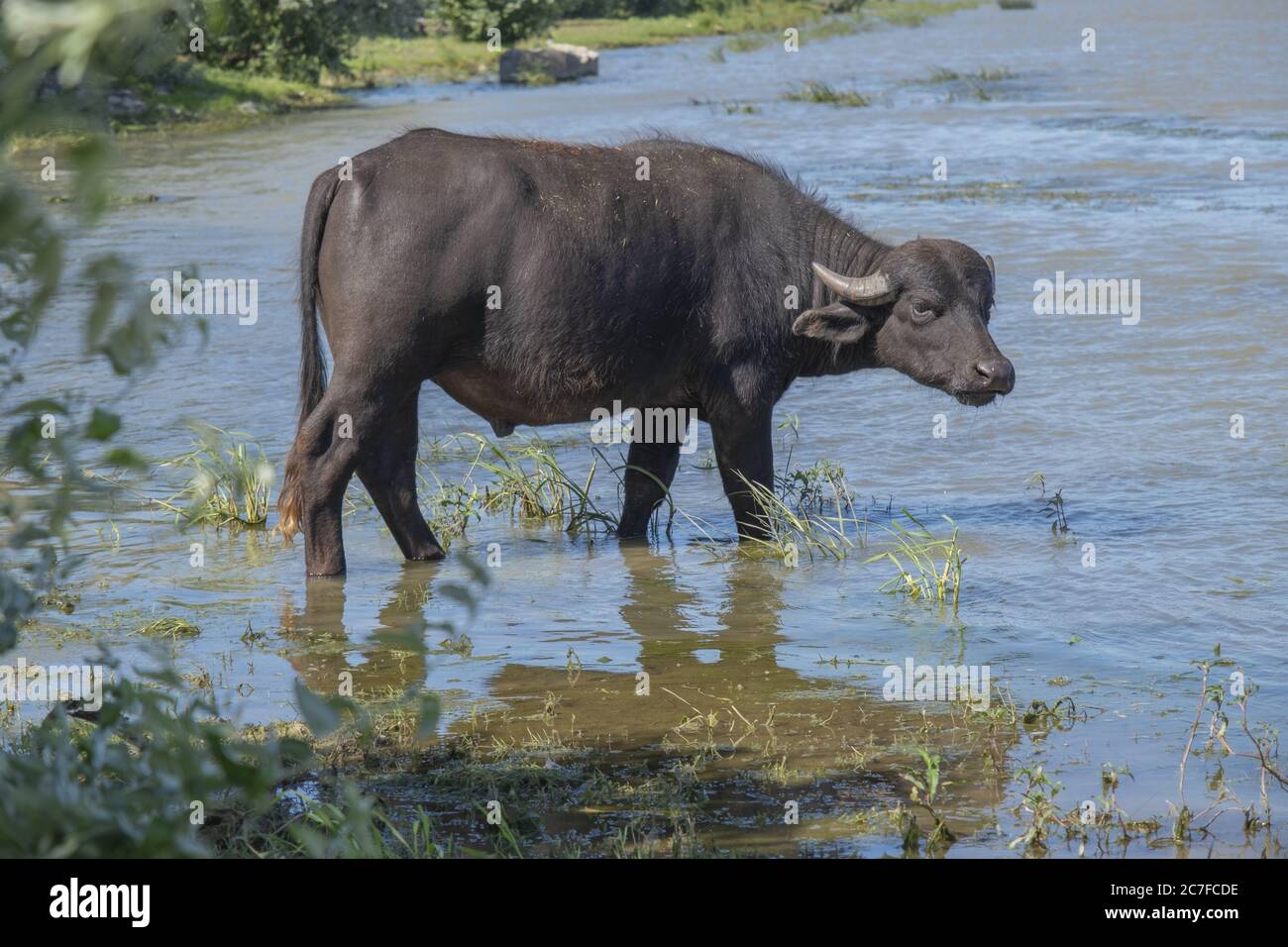 Water buffalo (Bubalis murrensis) on Ermakov island, Ukraine. One year ...