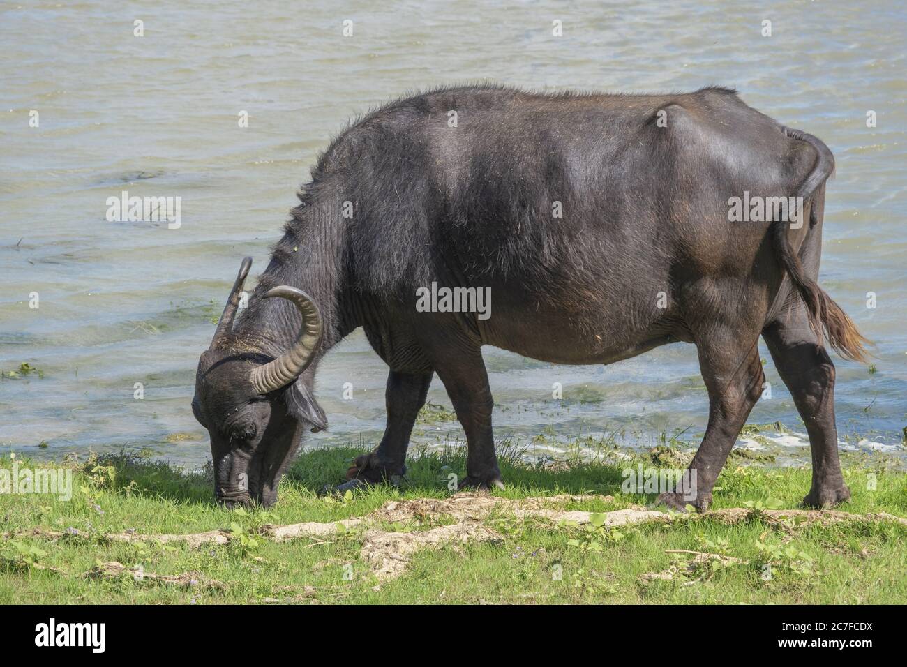 Water buffalo (Bubalis murrensis) on Ermakov island, Ukraine. One year ...