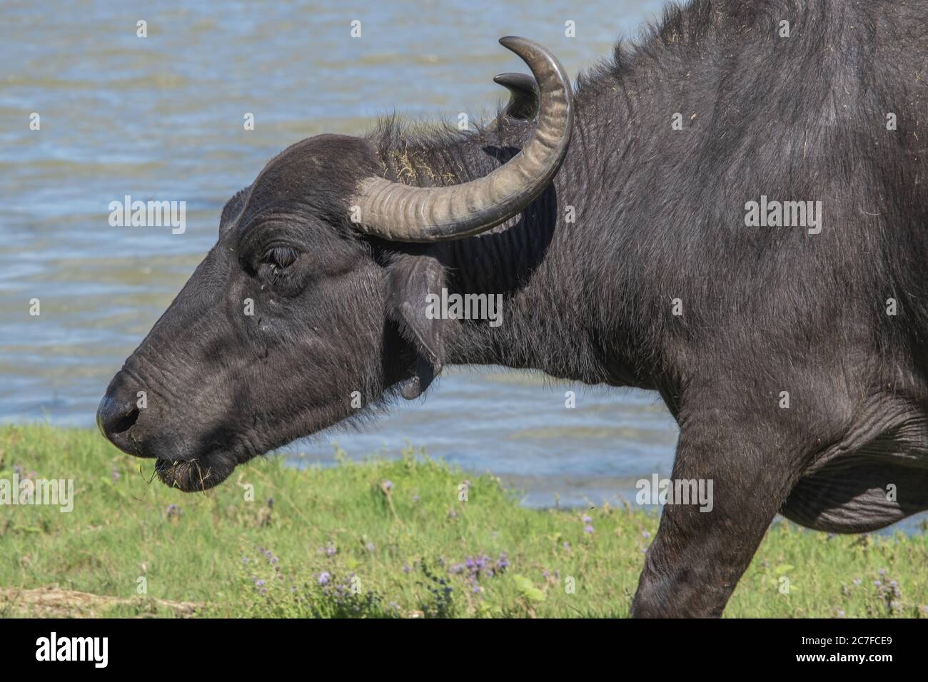 Water buffalo (Bubalis murrensis) on Ermakov island, Ukraine. One year ...
