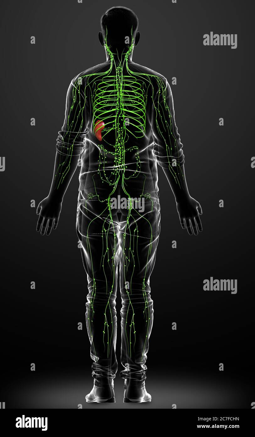 3d rendered medically accurate illustration of a male lymphatic system ...