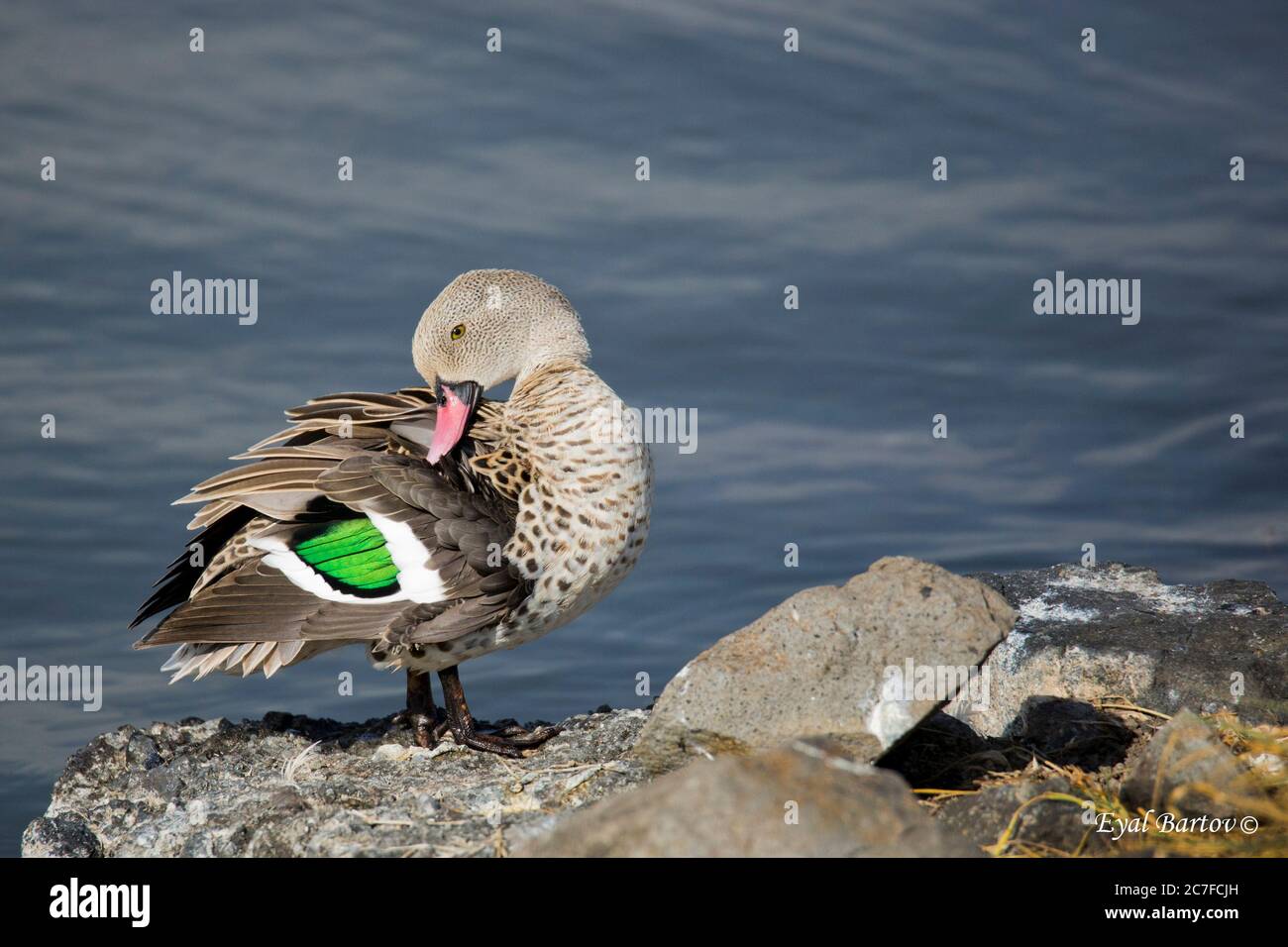 Cape teal (Anas capensis) standing Near water. Teals are dabbling ducks ...