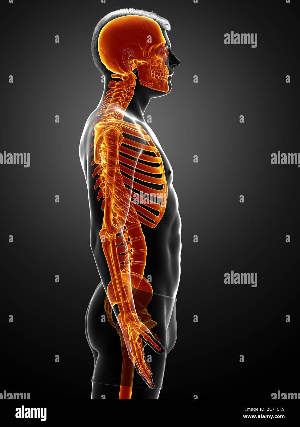 3d rendered, medically accurate illustration of a female skeleton ...