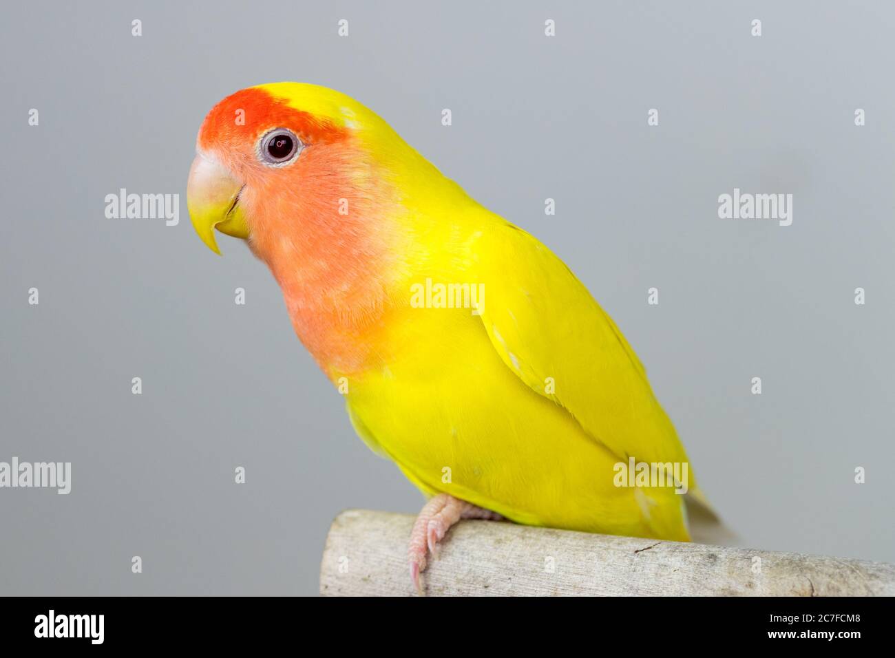 Red faced lovebirds hi-res stock photography and images - Alamy