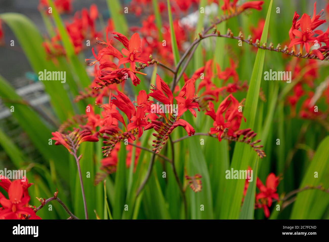 Brilliant flame red flowers of the summer flowering Crocosmia Lucifer ...