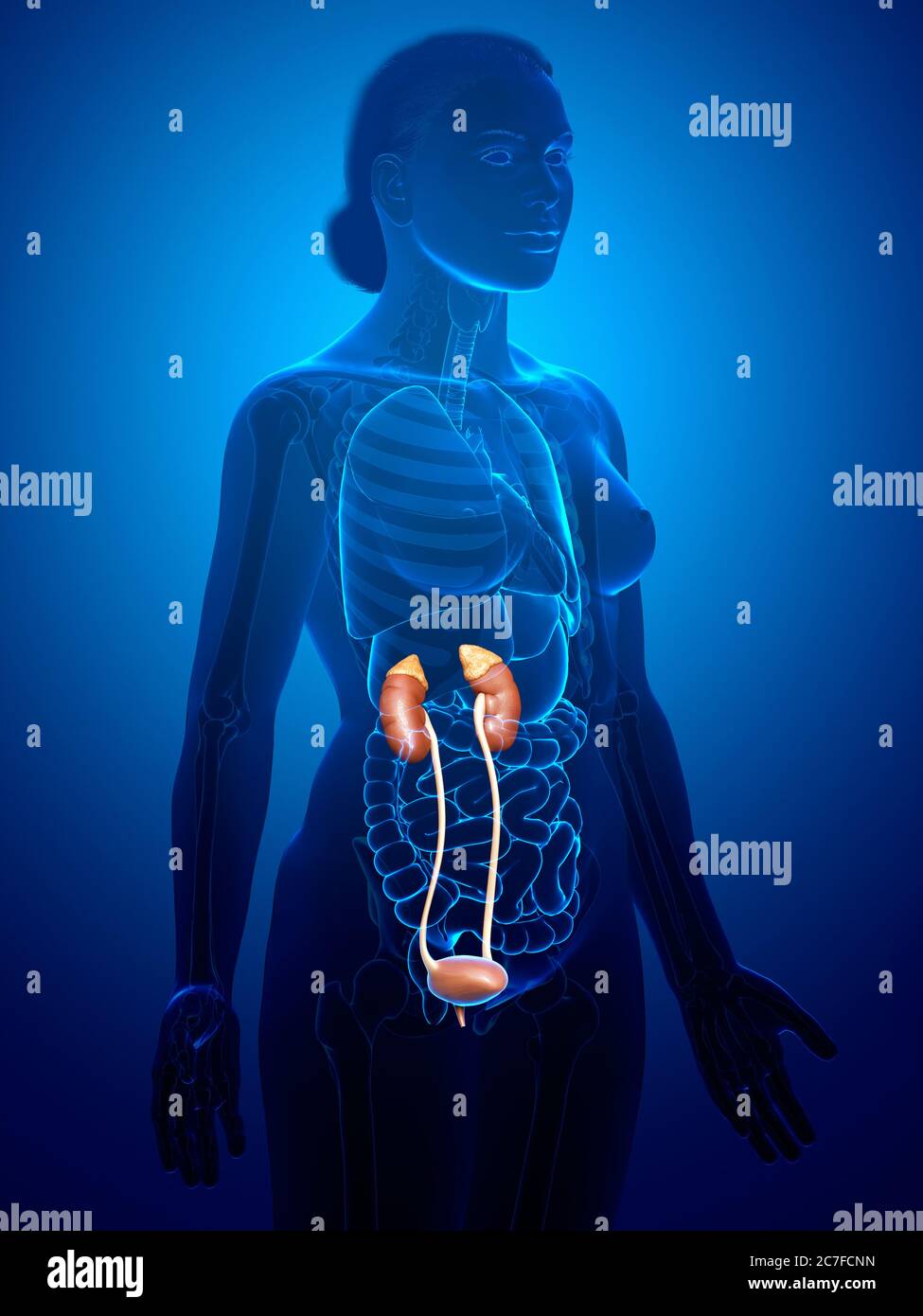 3d rendered, medically accurate illustration of female kidneys Stock ...