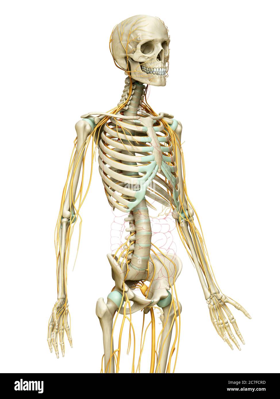 3d rendered medically accurate illustration of the nervous system and ...