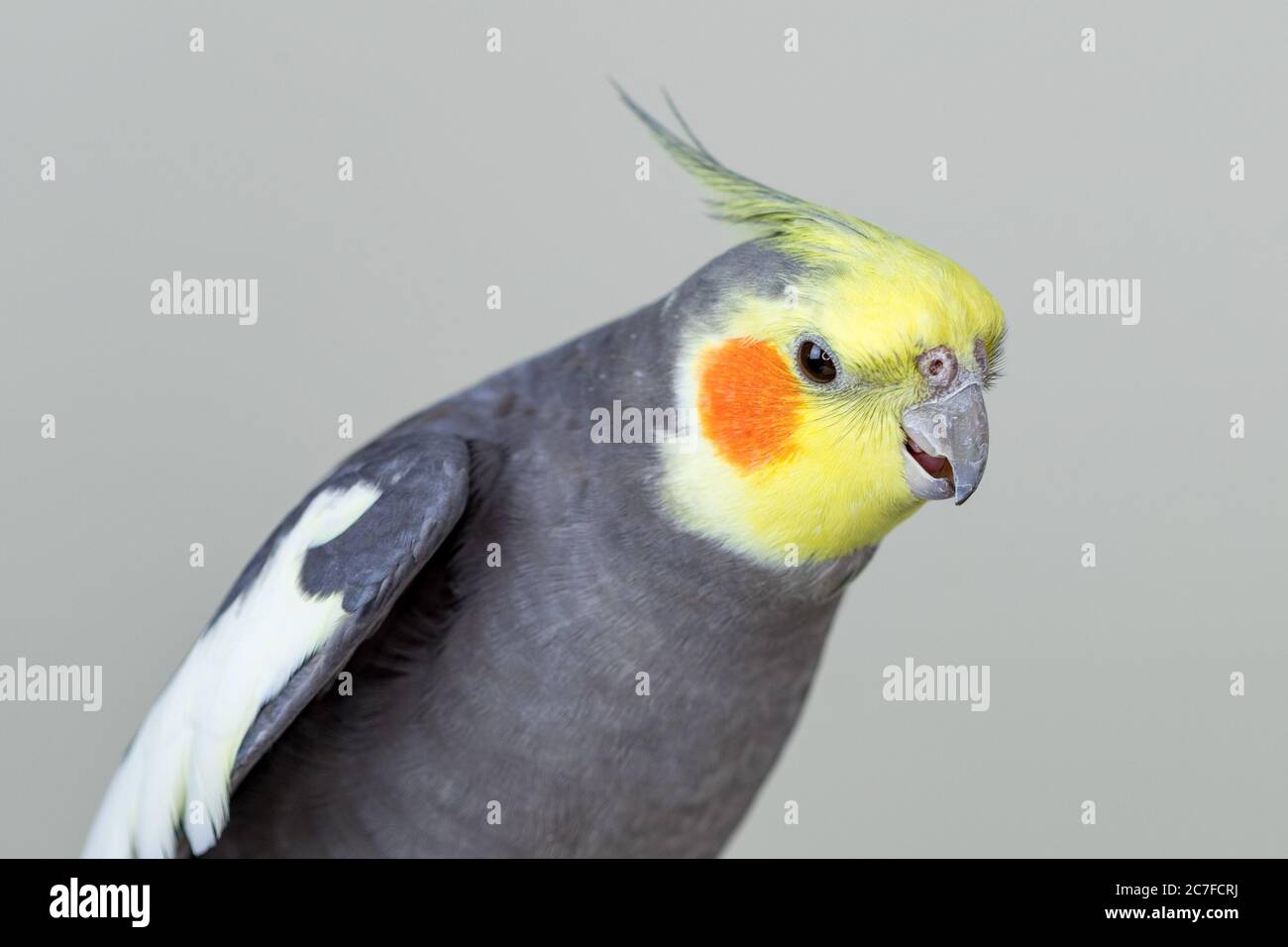 Cute cockatiel bird with grey and yellow feathers against a grey ...