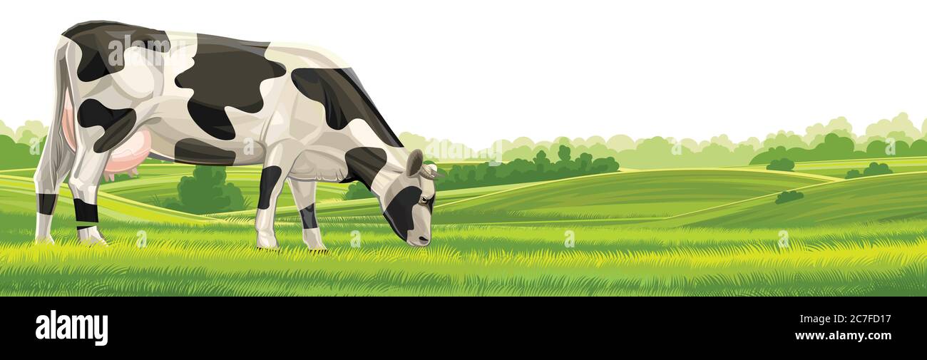 Cow, hills and meadows. Pasture fields, green grass. Horizontal rural ...