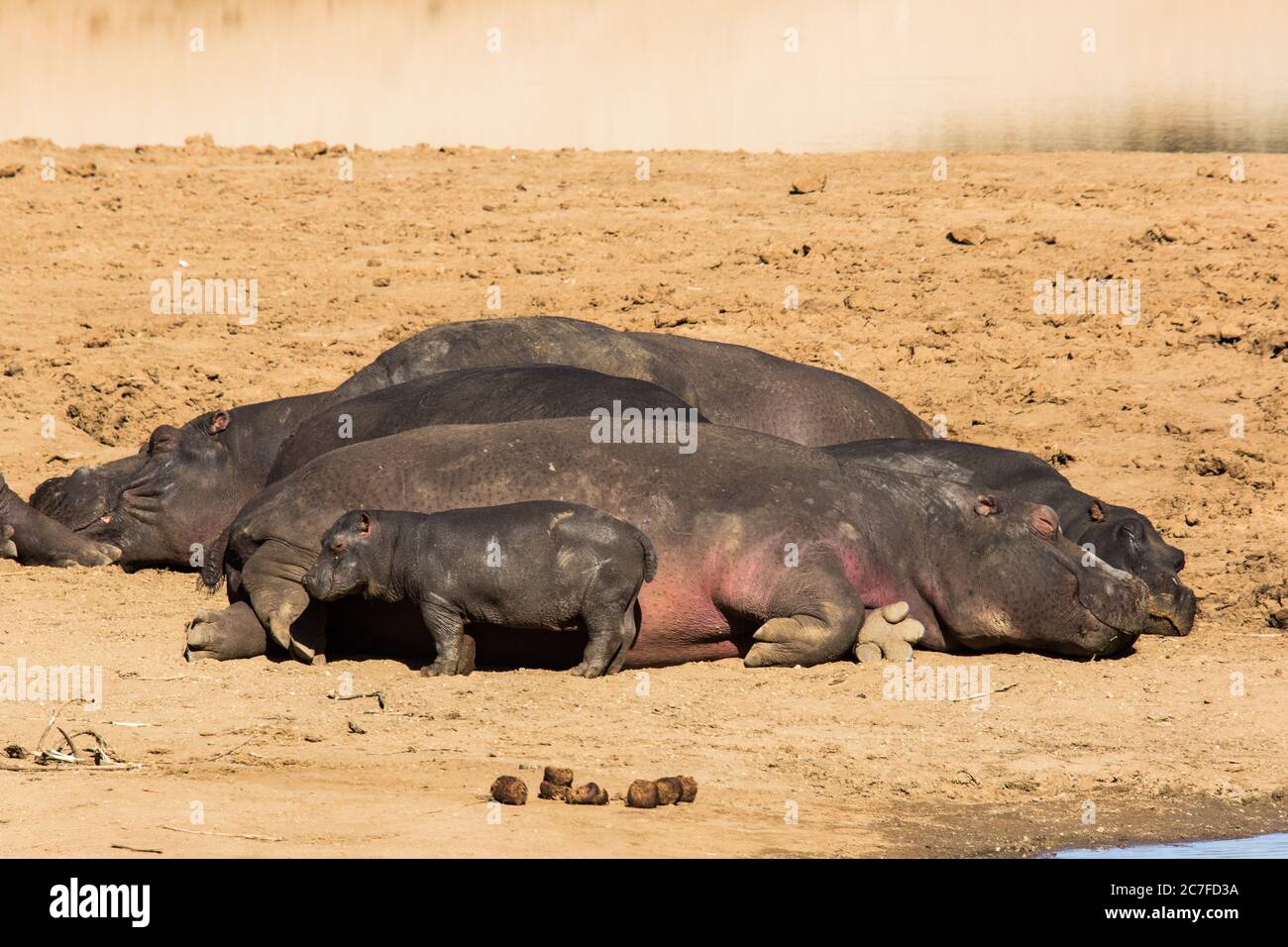 Hippo pod hi-res stock photography and images - Alamy