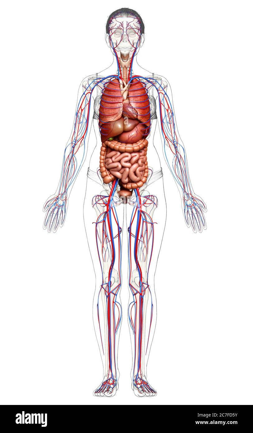 3d rendered medically accurate illustration of the female circulatory ...