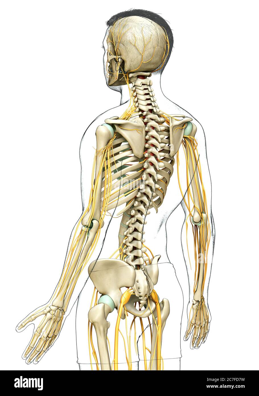 3d rendered medically accurate illustration of the nervous system and ...