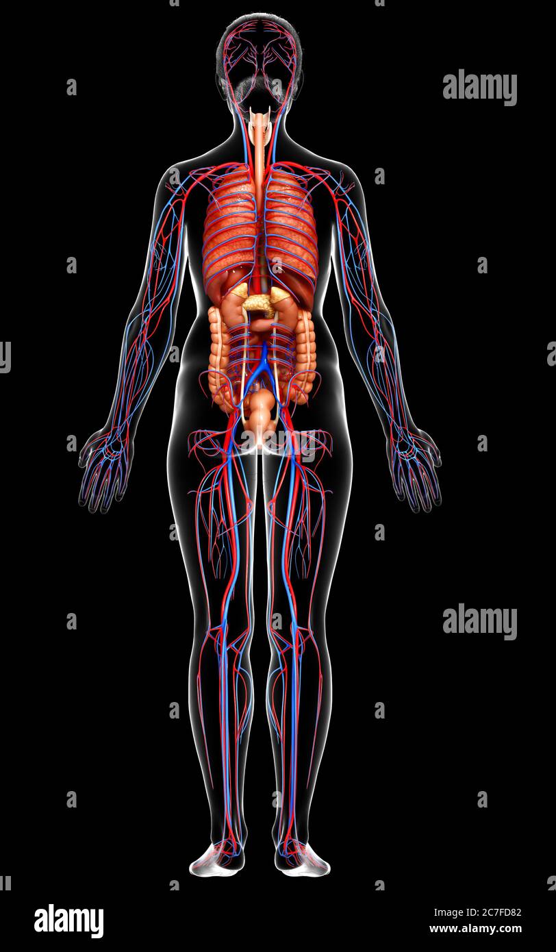 3d rendered medically accurate illustration of the female circulatory ...
