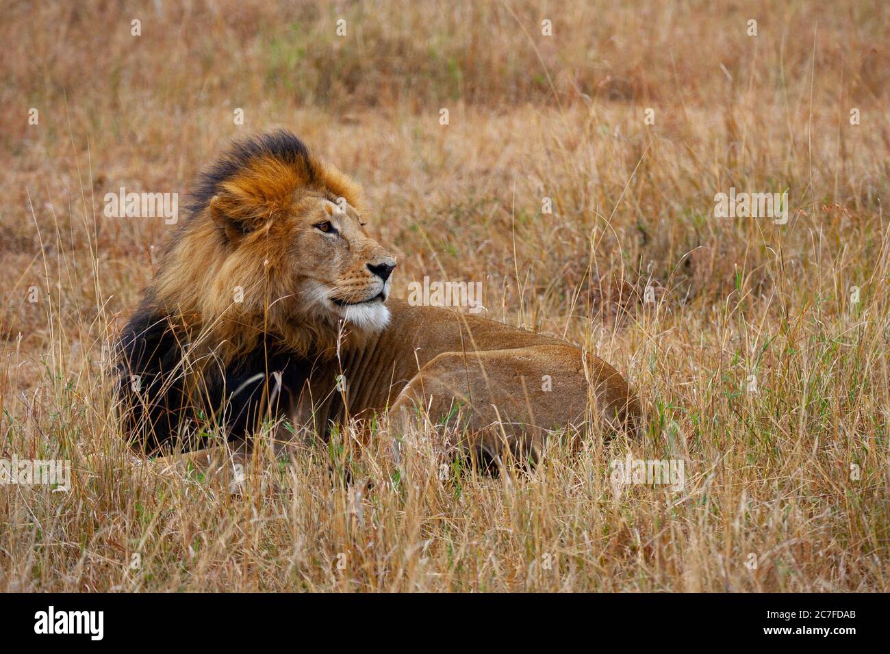 Lone Lion (Panthera leo) Photographed in the wild Stock Photo - Alamy