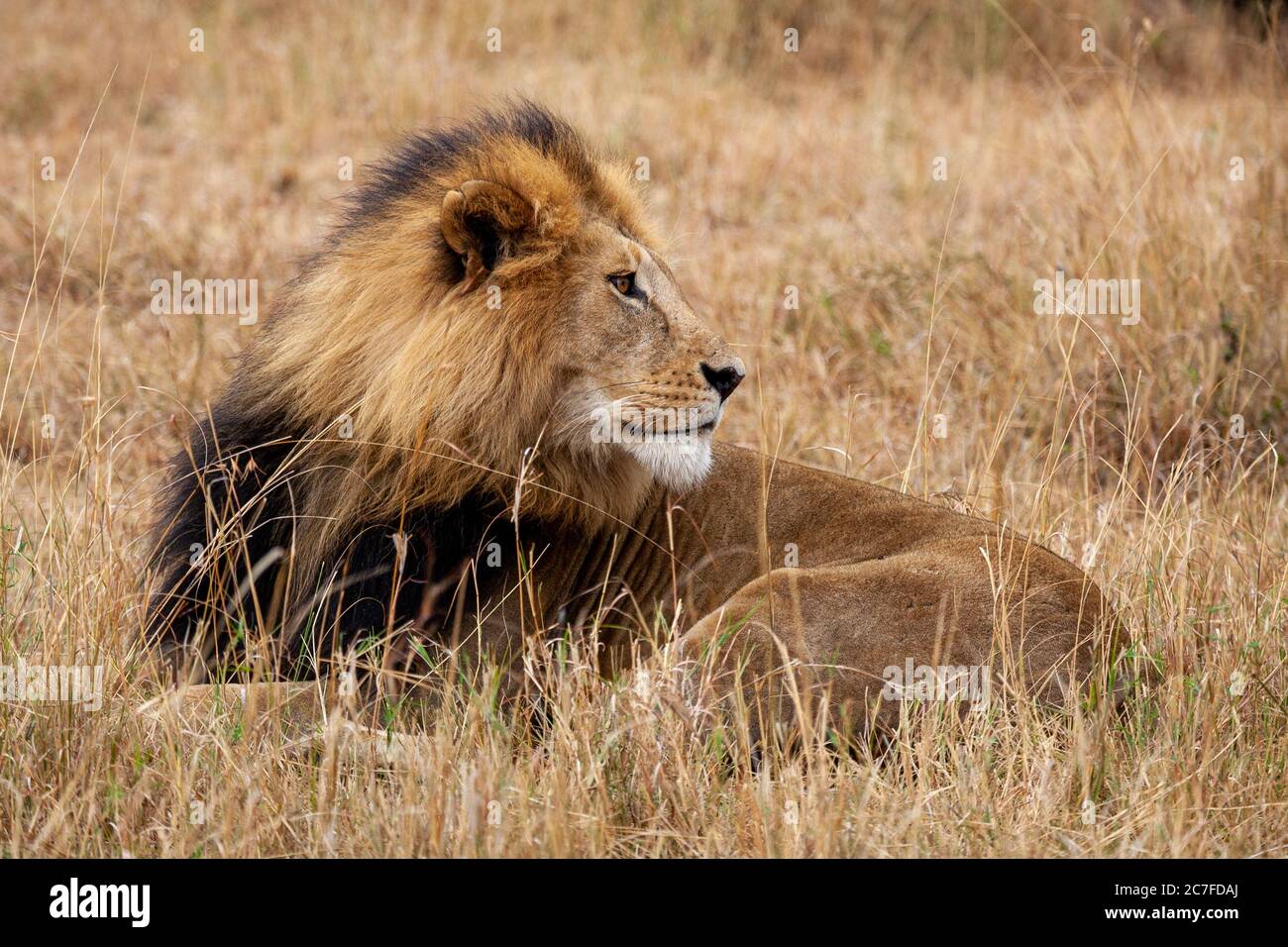 Lone Lion (Panthera leo) Photographed in the wild Stock Photo - Alamy