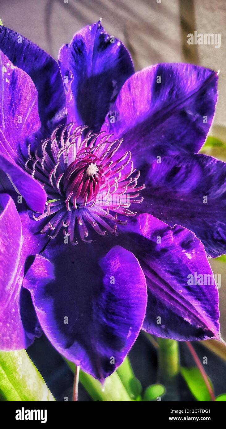 Iris woman bouquet hi-res stock photography and images - Alamy