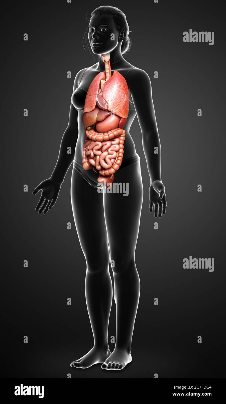 3d rendered medically accurate illustration of female Internal organs ...