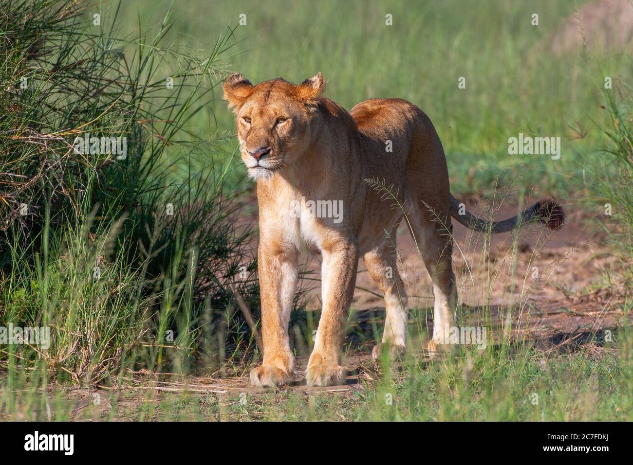 Lone Lioness (Panthera leo) Photographed in the wild Stock Photo - Alamy