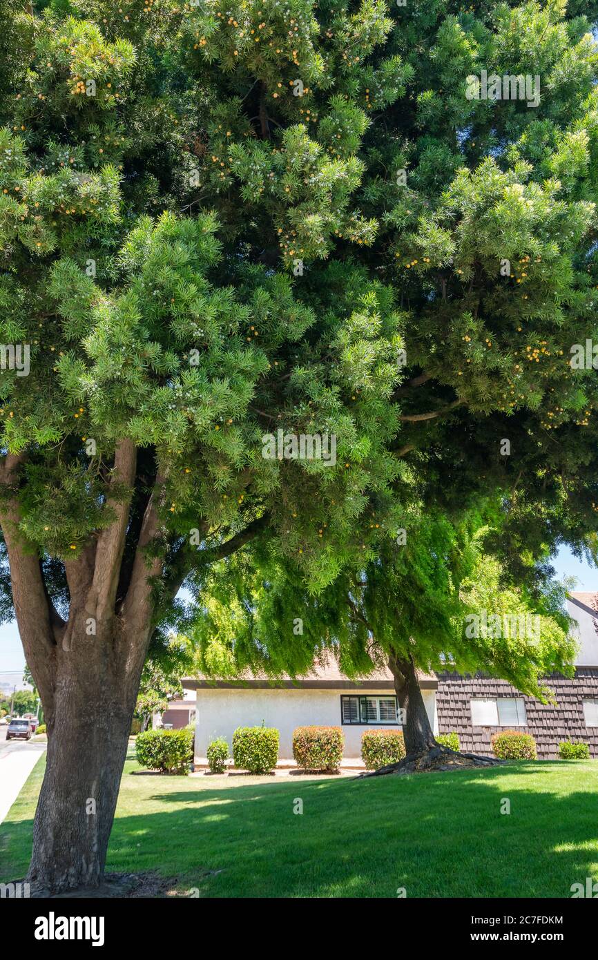Under the big tree. Looking up the trunk of a Podocarpus tree, a ...