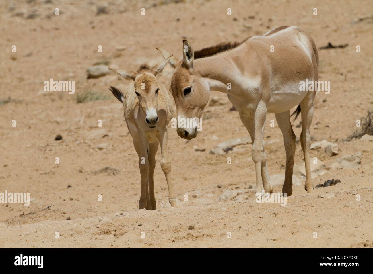 Juvenile Onager (Equus hemionus). Part of a breeding nucleus of Wild ...