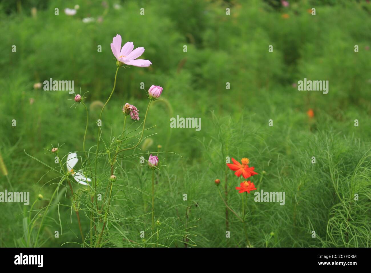 Beautiful scenery of colorful wildflowers in a grassy field - great for ...