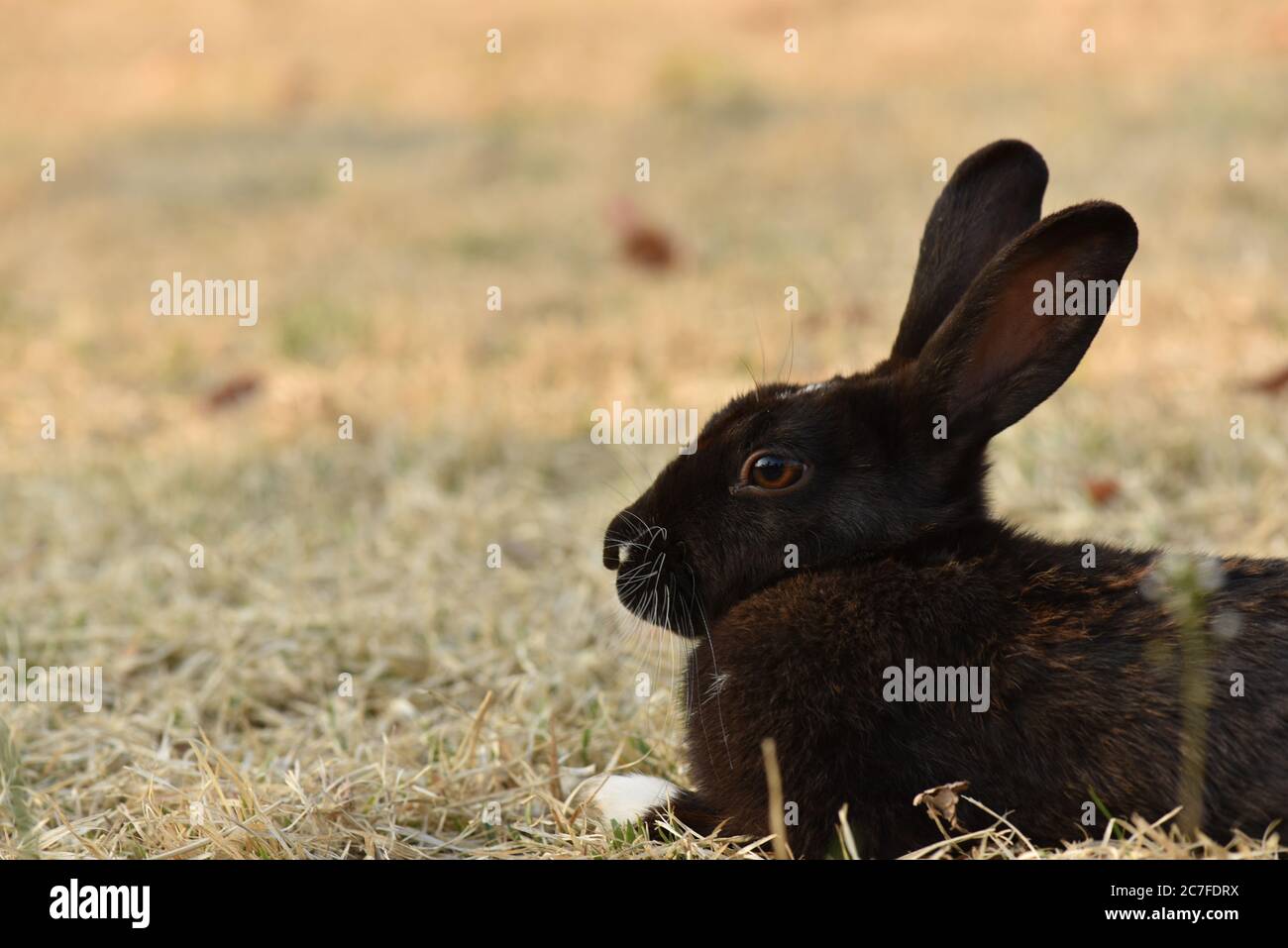 Brown domestic rabbit in a grassy field with a blurred background Stock ...