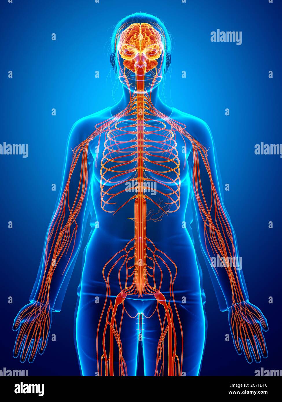 3d rendered medically accurate illustration of a male nervous system ...