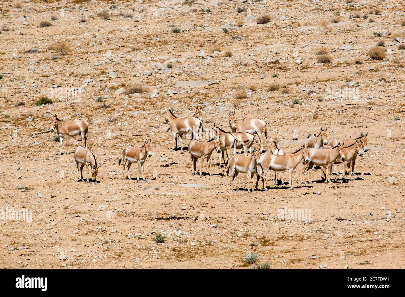 A herd of Onager (Equus hemionus). Part of a breeding nucleus of Wild ...