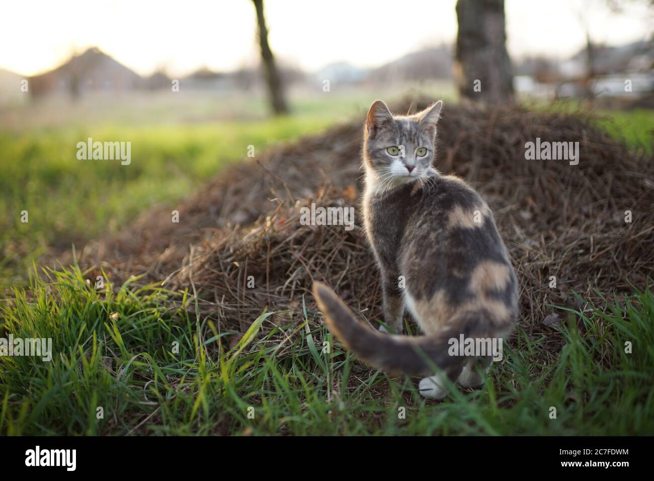 Ash cat hi-res stock photography and images - Alamy