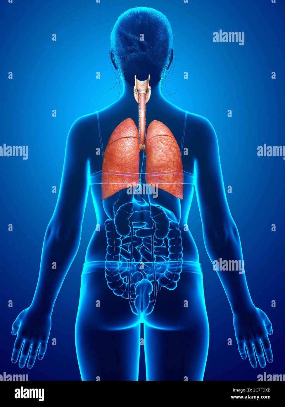 3d rendered, medically accurate illustration of a female lung anatomy ...