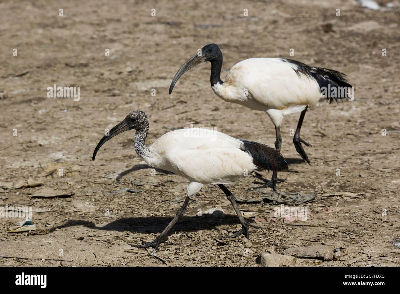Carnivorous bird hi-res stock photography and images - Alamy