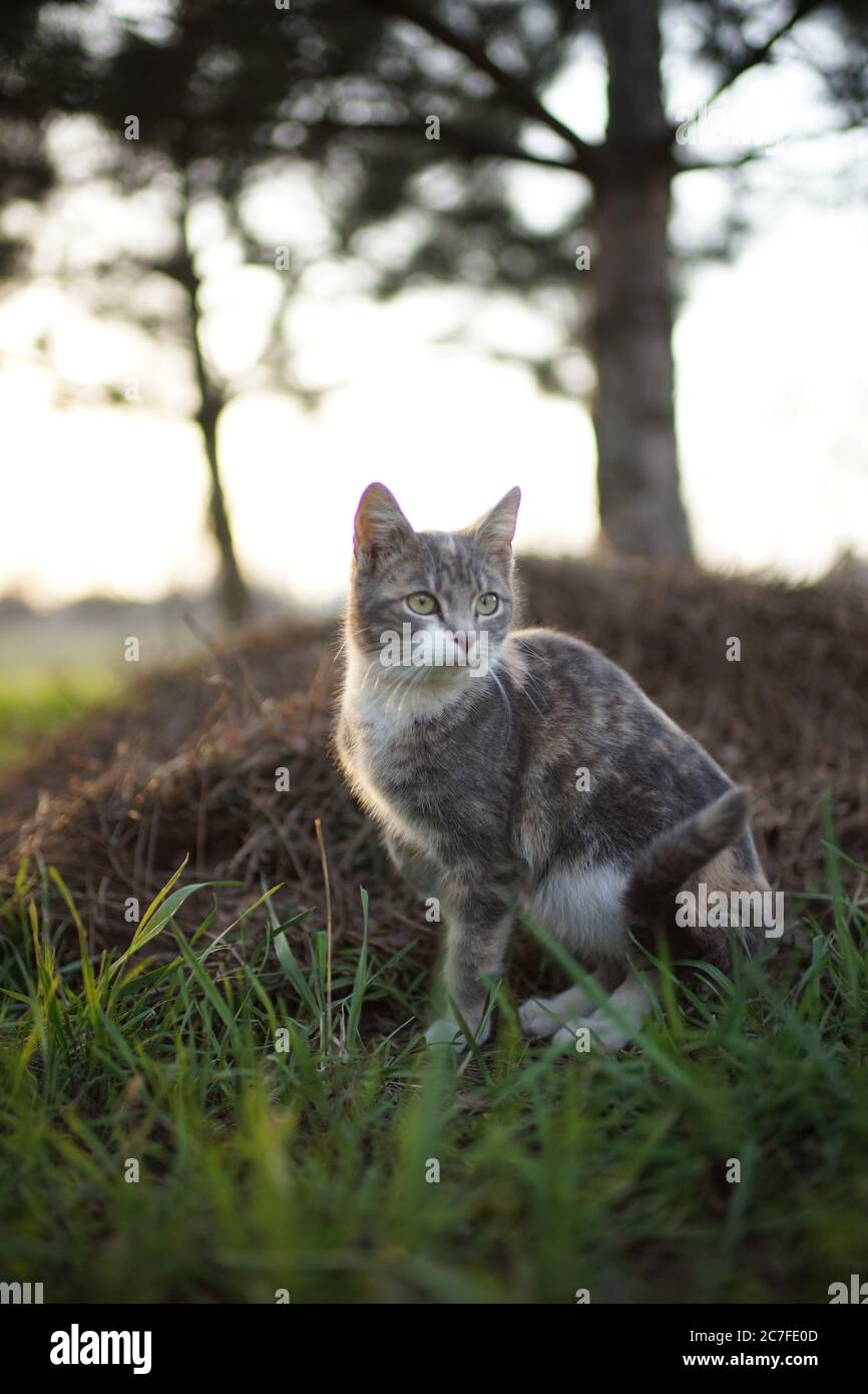 Cute ash cat portrait in the garden, look and paw raised up Stock Photo ...