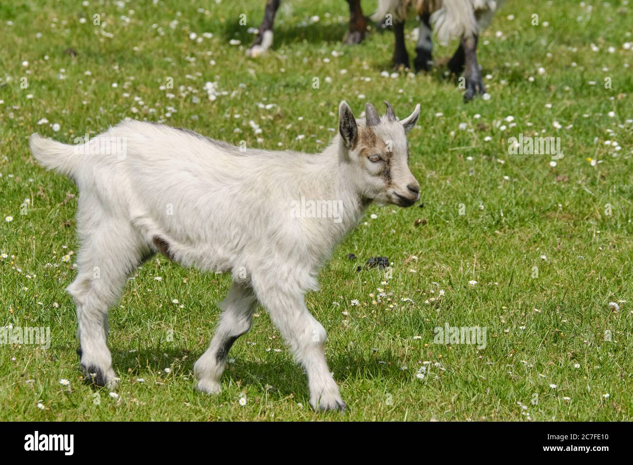 A white baby goat kid, standing on the spring grass Stock Photo - Alamy