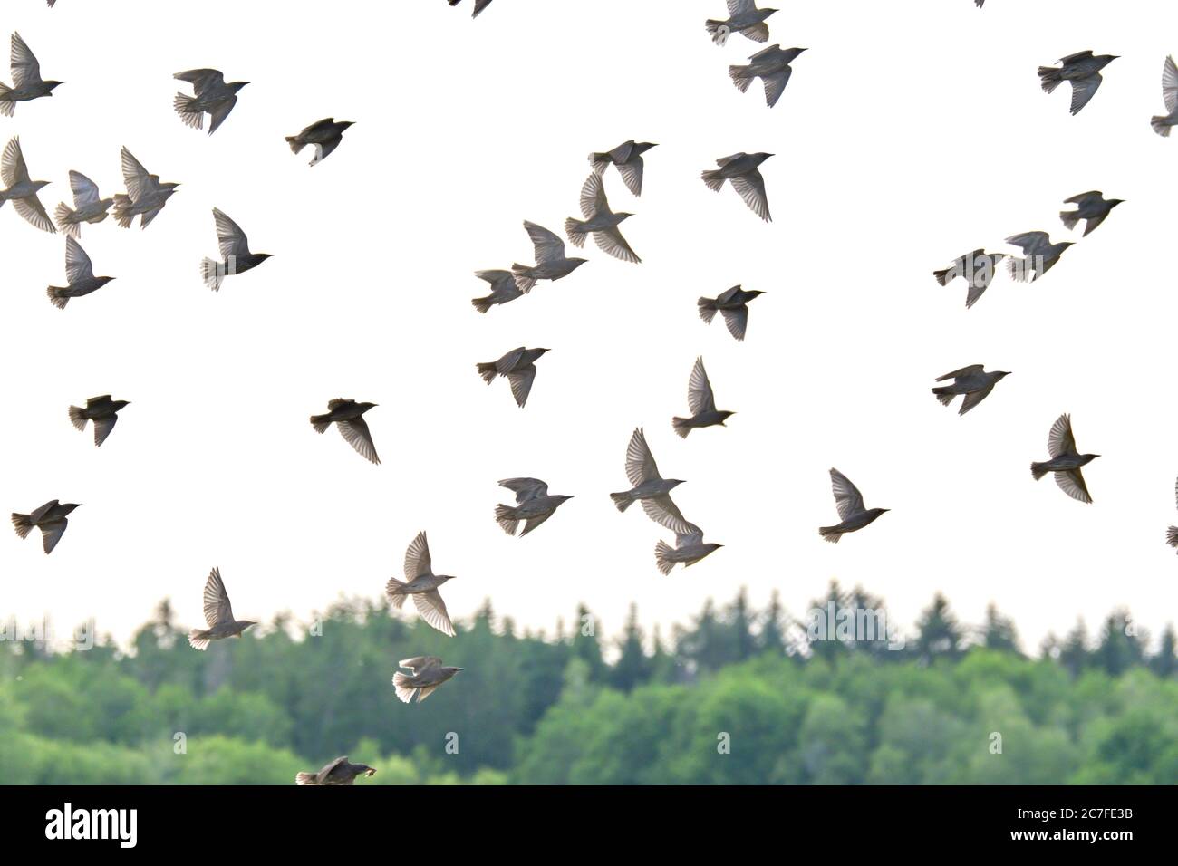 Blackbird Flying Isolated High Resolution Stock Photography and Images ...