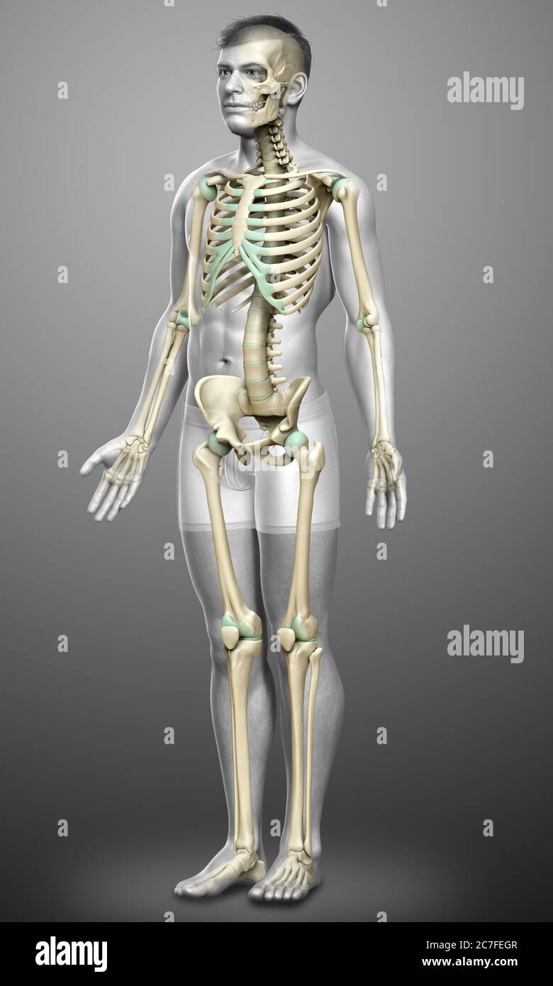 3d rendered, medically accurate illustration of a male skeleton system ...