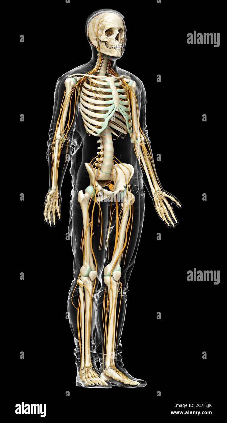Skeletan system hi-res stock photography and images - Alamy